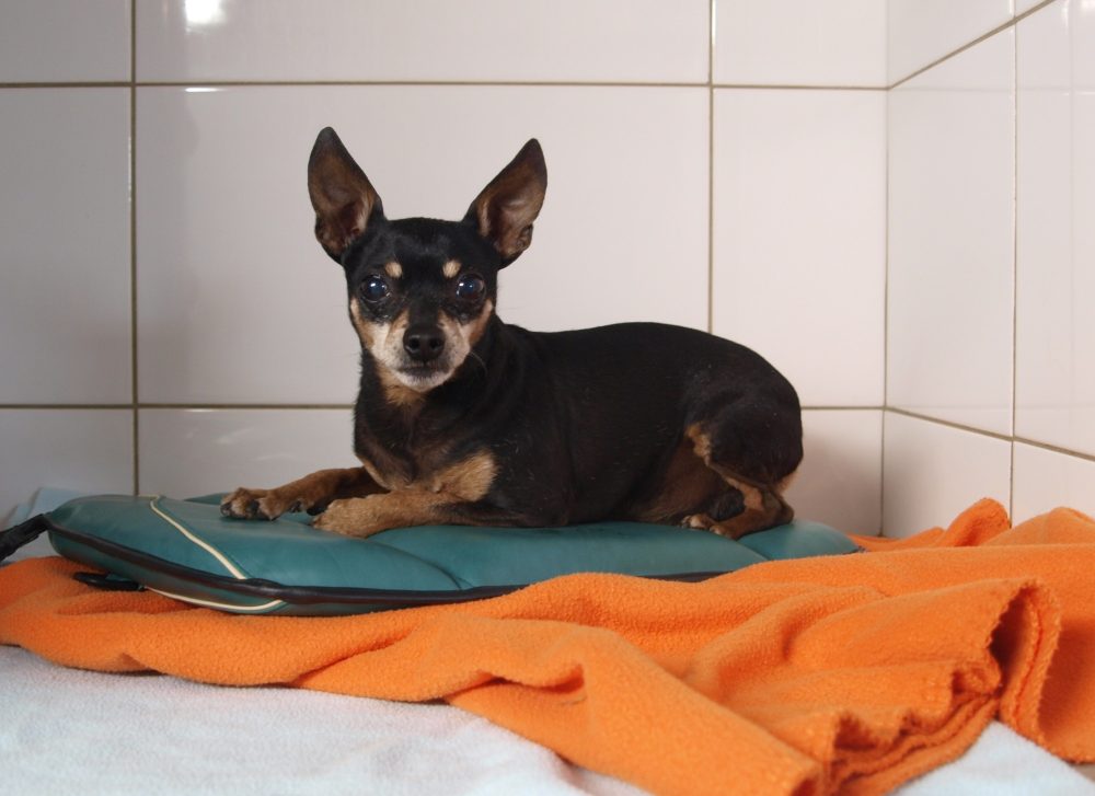 Применение магнитотерапии в чешской ветеринарной клинике Horoměřicích ...