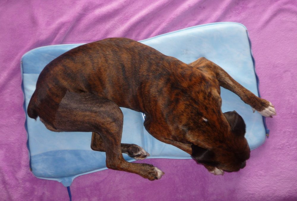 dog_magneto_2 – Vetio